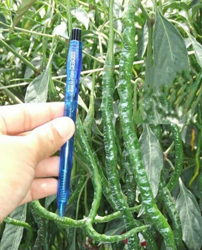 Jual Biji Benih Bibit Cabe Unik Cabe Terpanjang cabai Keriting Merah ...