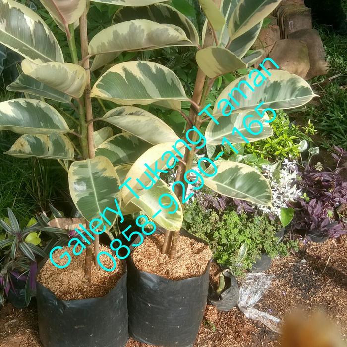 Jual Tanaman Karet Kebo Varigata / variegata | Tanaman Rubber Tree ...