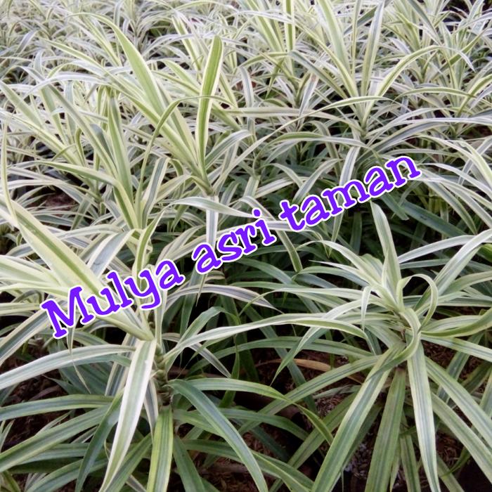 Jual Tanaman hias suji belut putih, tanaman/pohon suji belut varigata - Kab. Bogor - Mulya Asri ...