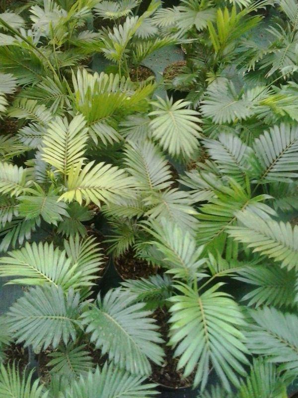Jual Palem Rotan - Kota Batu - Bungaku Tanaman Hias | Tokopedia