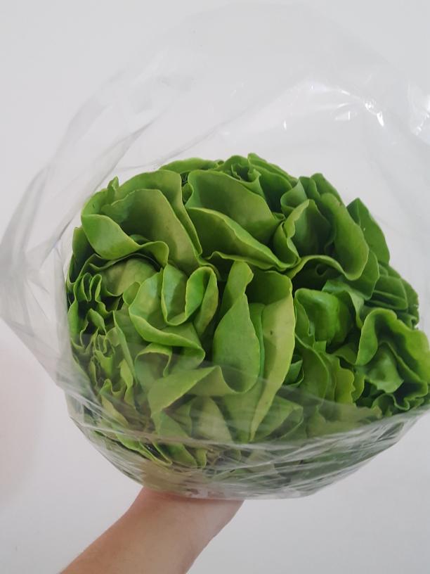 Jual Lettuce Butterhead / Selada Butterhead 500 gram - Kab. Tangerang ...