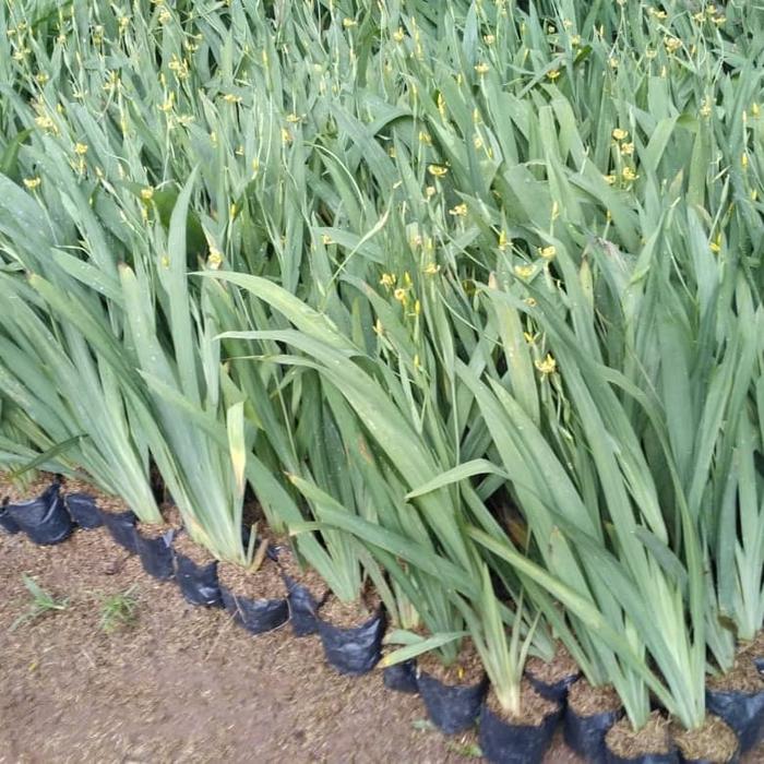 Jual Tanaman hias aris - irish bunga kuning - Kab. Bogor - Wahana ...