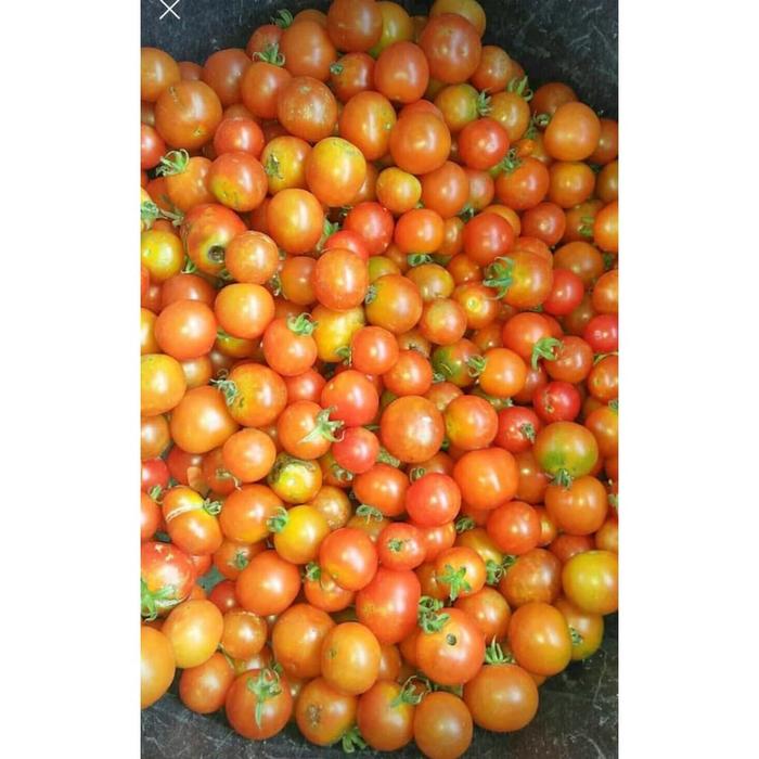 Jual Buah Rampai Rempai Tomat Kecil Segar Khas Lampung 500gram - Kota ...