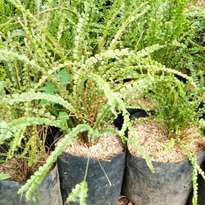Jual Tanaman Hias Pakis Rante - Aneka Tanaman Pakis - Kab. Bogor ...