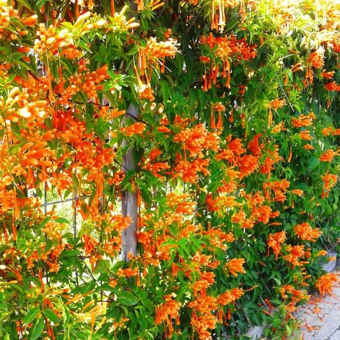 Jual Tanaman flame vine, tanaman merambat flame vine, bunga jalaran api ...