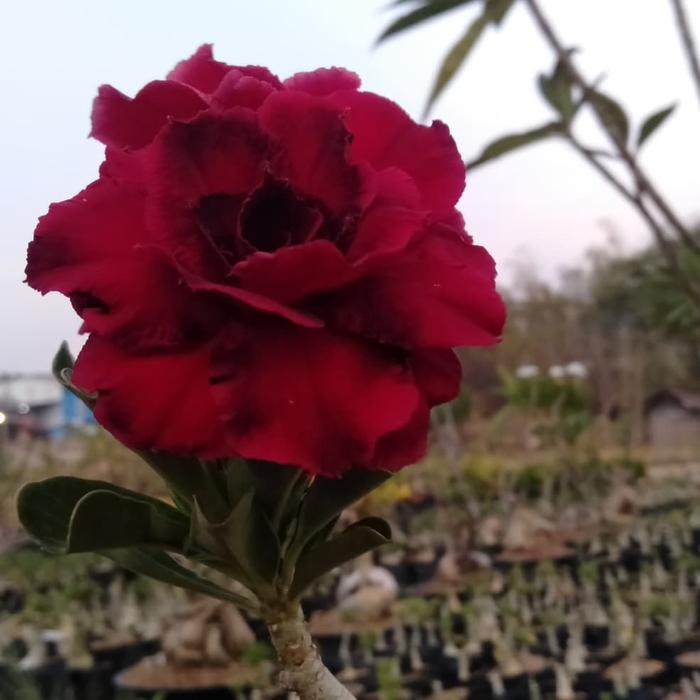 Jual bibit bunga adenium bunga tumpuk paket isi 5 pohon free ongkir ...