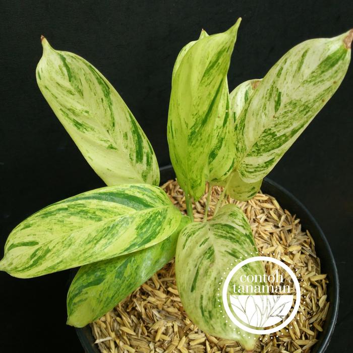 Jual Calathea Lubbersiana Variegata - Ctenanthe pilosa Charlie - Kab ...