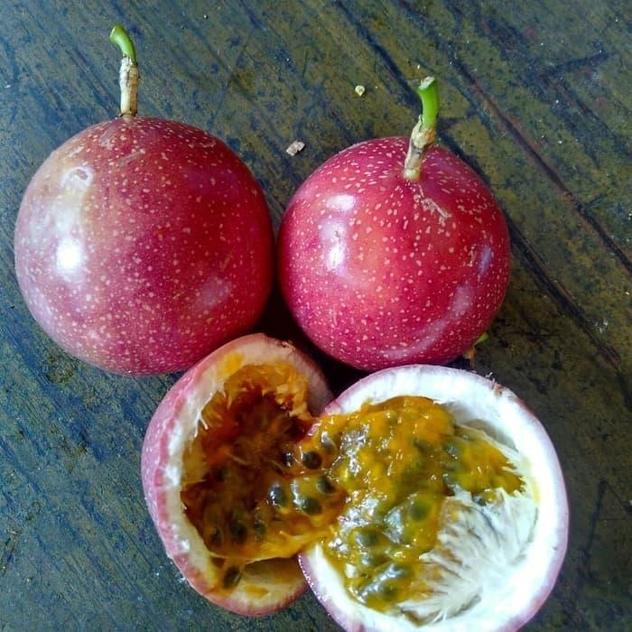 Jual Bibit Benih Biji Buah Markisa Merah Manis Mudah Tumbuh Isi 5 Biji ...