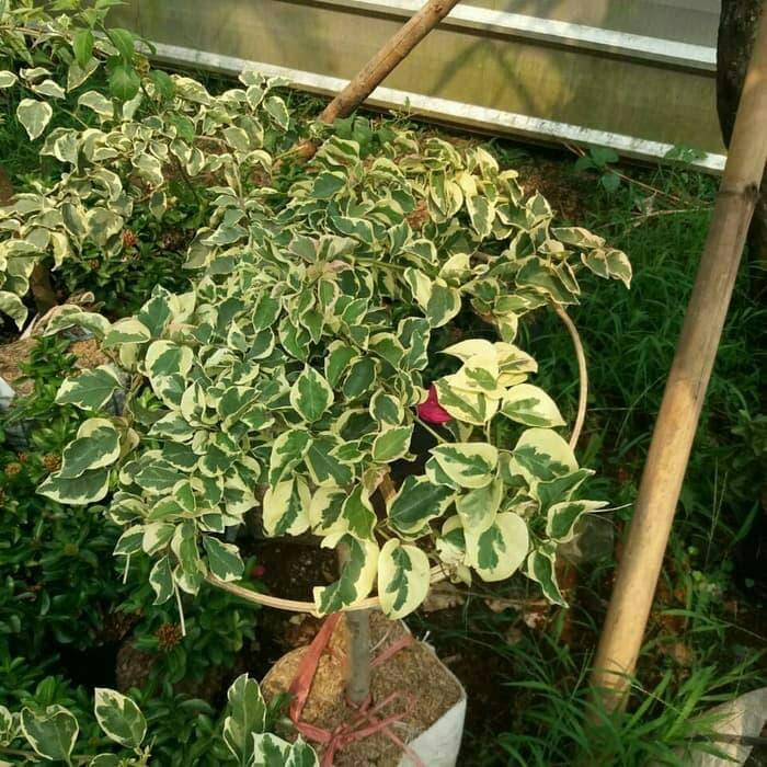 Jual Tanaman hias bugenvil atau bunga kertas - Kab. Bogor - Taman alamm ...