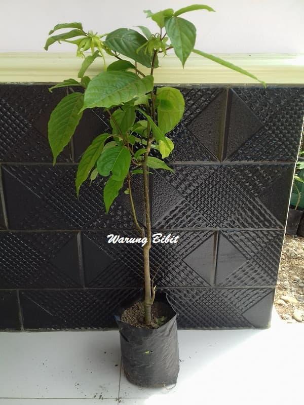 Jual Bibit Tanaman Bunga Kenanga - Bunga Kenongo Harga Murah ...