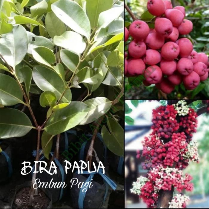 Jual Bibit Pohon Jambu Bira Papua - Kab. Sleman - Bibit Buah Jogja ...