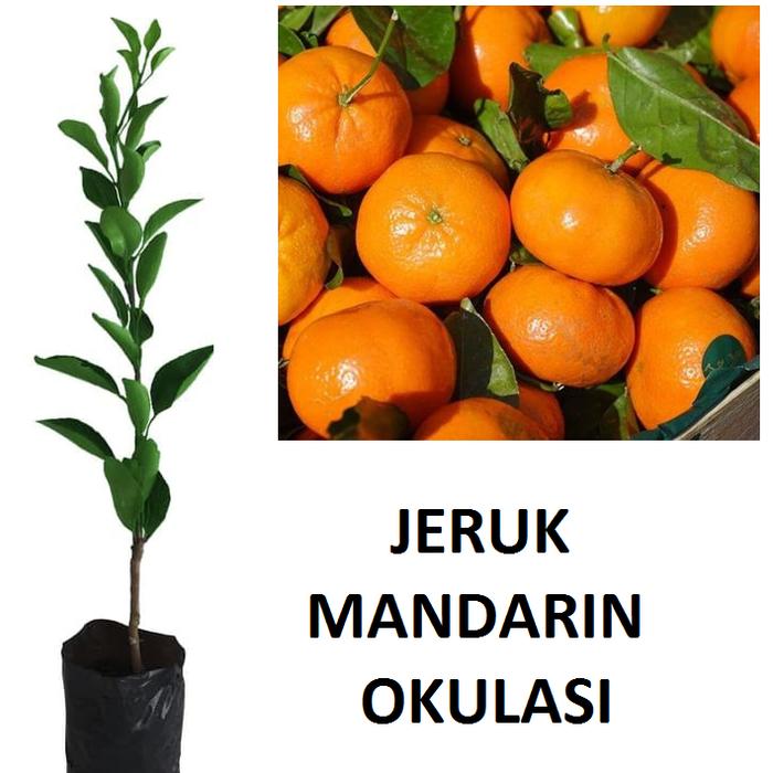 Pohon Jeruk Mandarin