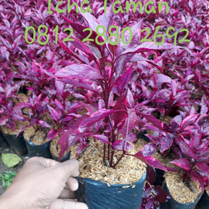 Jual Pohon Erpah / Erva - Bayam Merah / Tanaman Hias Erpah - Bayam ...