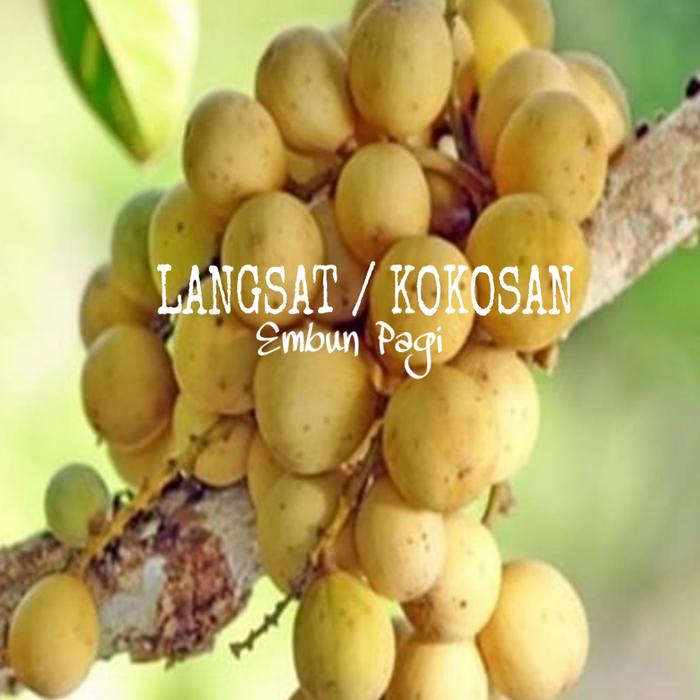 Pohon Kokosan