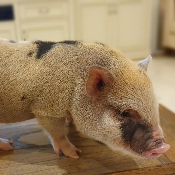 Jual babi mini/ micro pig - Kab. Banyumas - jajapstore | Tokopedia