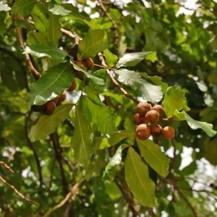 Jual Daun kesambi kemasan 1 kg - Kab. Bojonegoro - DAUNJATI1 | Tokopedia