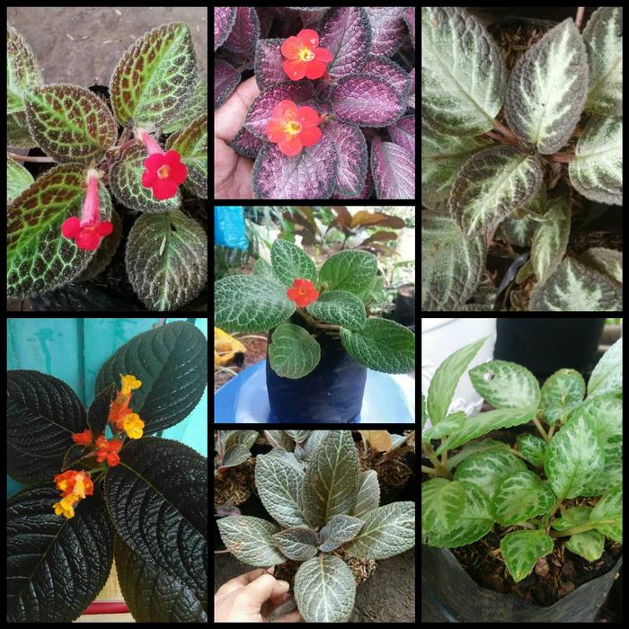 Jual Tanaman Gantung Episcia - 7 Jenis 1 Paket - Begonia - Beludru Di ...