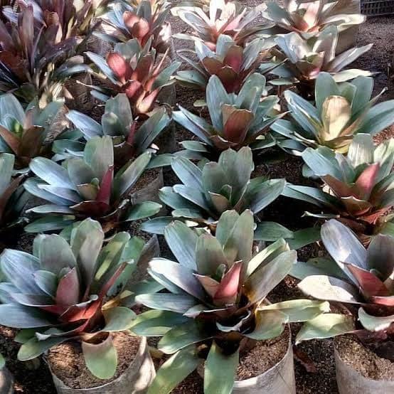 Jual Tanaman Bromelia Giant - Pohon Bromelia Jumbo Besar - Kab. Bogor ...