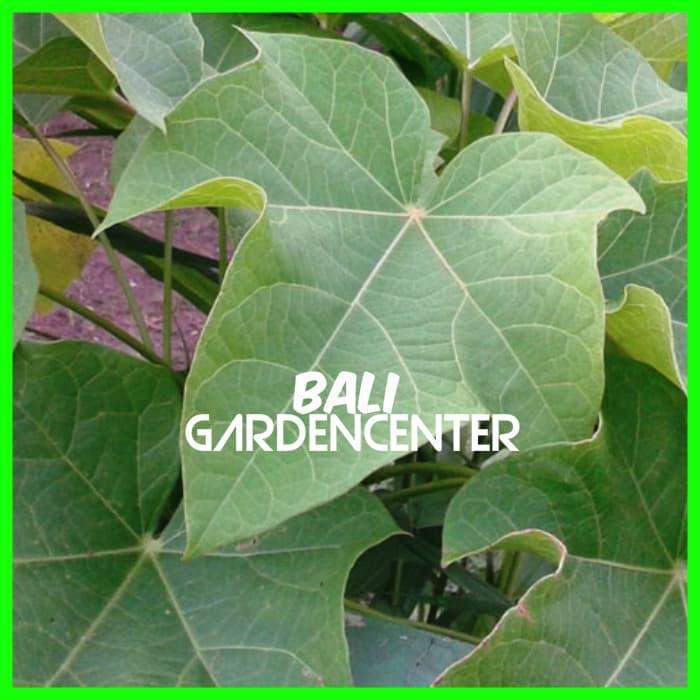 Jual Daun Segar Tanaman Jarak Pagar - Daun Segar Perhelai - Kab. Badung ...