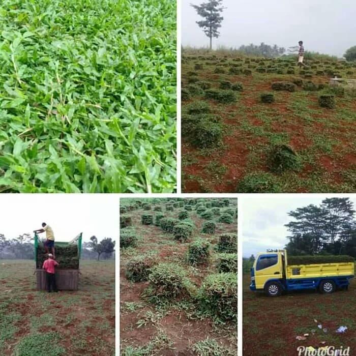 Jual Rumput Gajahan / Gajah biasa / Paitan / Cikande - Kab. Bogor ...