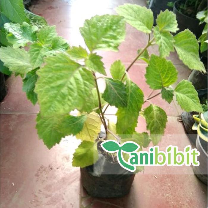 Jual Bibit Pohon Nilam - Tanaman Nilam - Daun Nilam - Herbal - Kota ...
