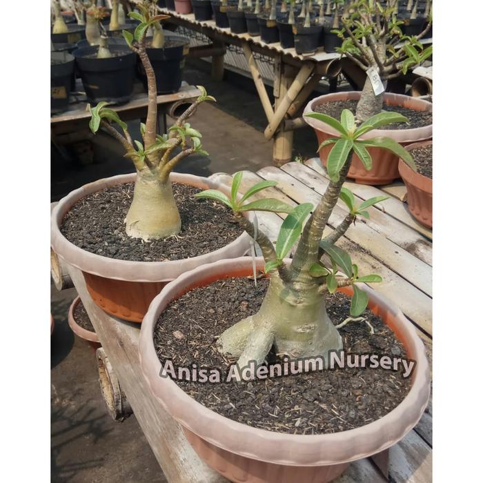 Jual Tanaman Hias Adenium Arabicum PETCH NA WANG (PNW) SIZE B - Kota ...
