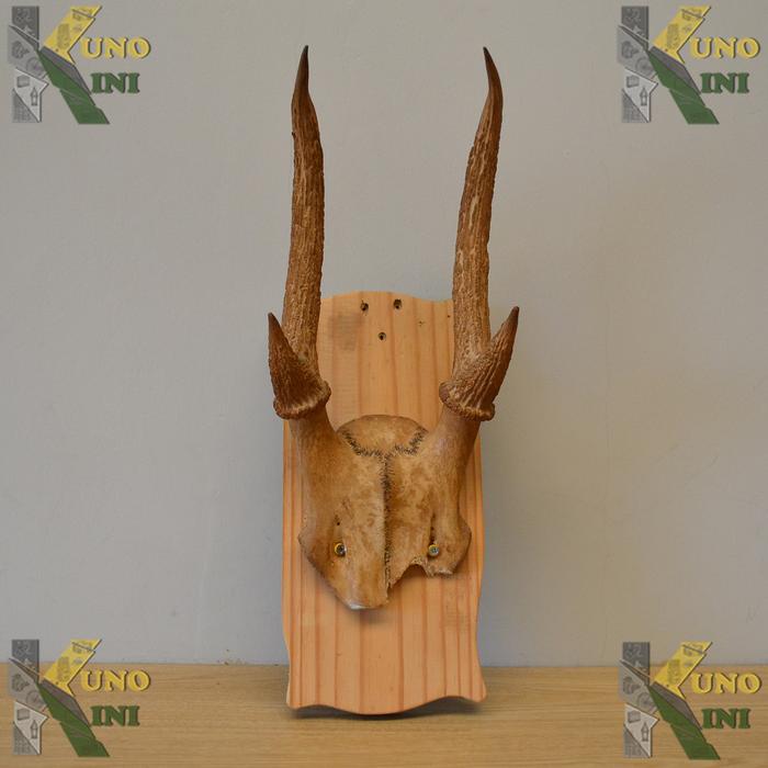 Jual BARANG ANTIK TANDUK RUSA ASLI - Jakarta Utara - Kunokini.online ...