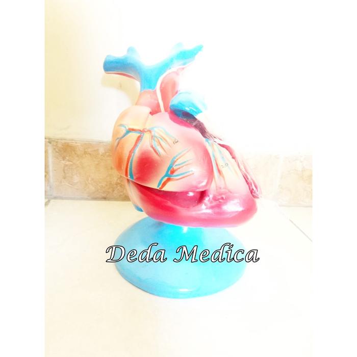 Jual Manekin / Torso Kerangka Anatomi Model Jantung Manusia - Jakarta ...