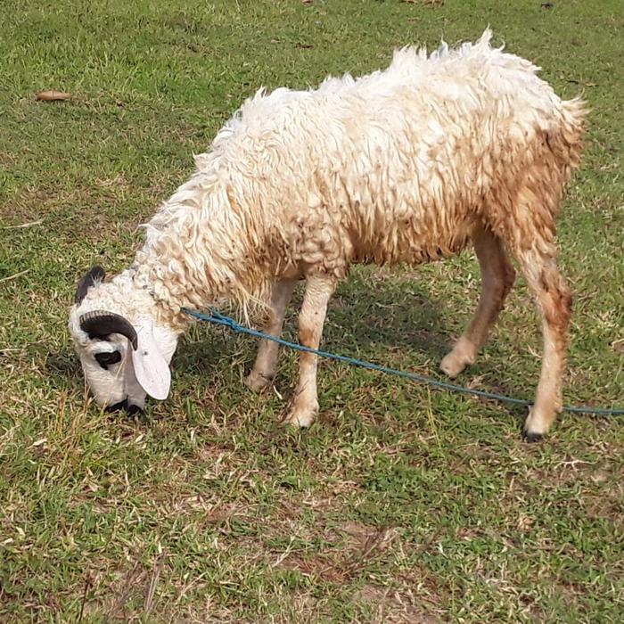 Jual Domba Qurban - Hewan Qurban - Domba Aqiqah - Qurban - Aqiqah ...