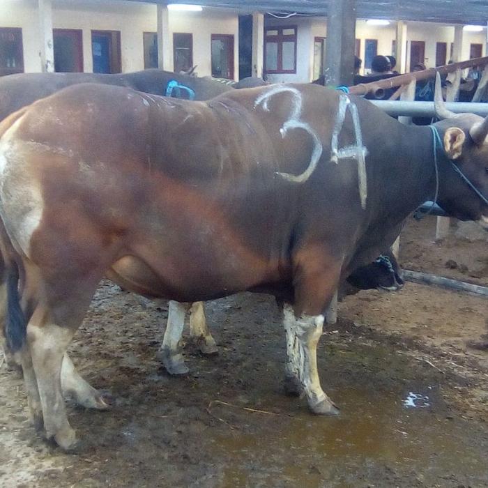 Jual Sapi Qurban 400kg - Jakarta Timur - azalia berkah | Tokopedia