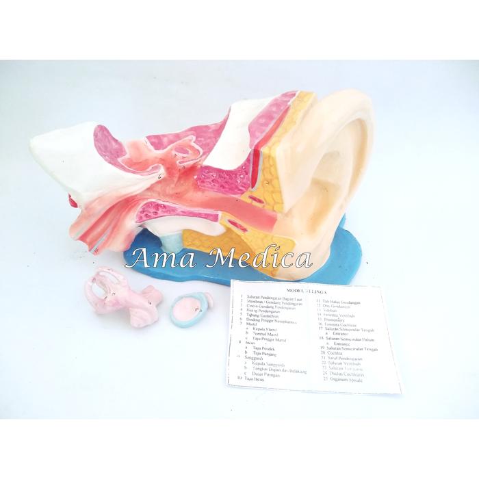 Jual Manekin / Torso Kerangka Anatomi Manusia Model Telinga - Kota ...