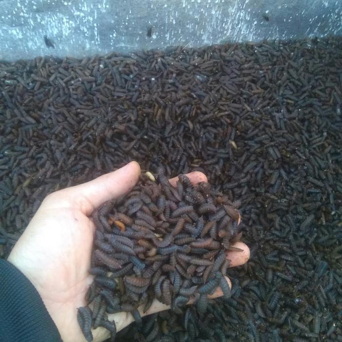 Jual bibit magot bsf super berkualitas 1 kg - Kab. Banjarnegara ...