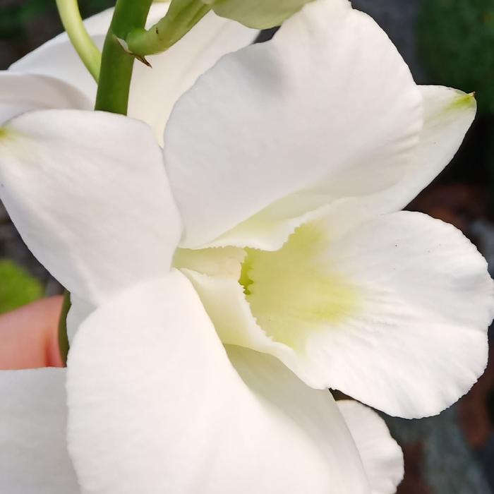 Jual ANGGREK DENDROBIUM PUTIH BULAT DEWASA (ANO) - Jakarta Barat ...