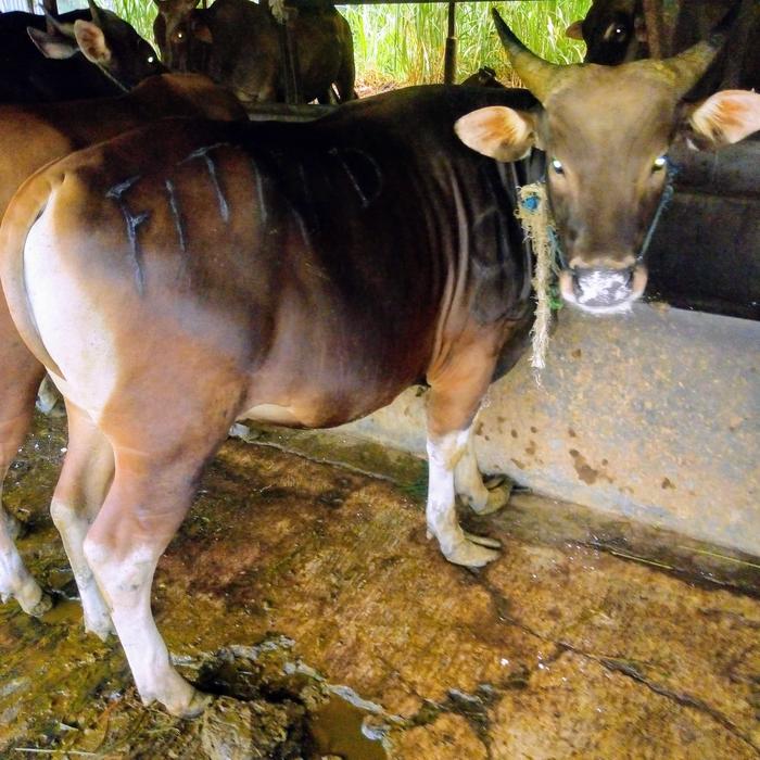 Jual Sapi Kupang 300 kg-an/ sapi Bali/ sapi Kupang Bali/ sapi kurban ...