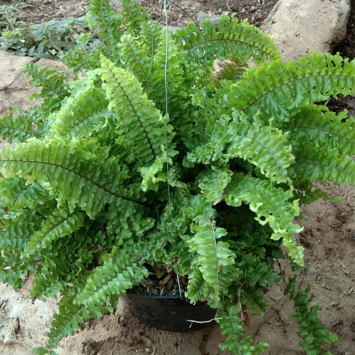 Jual tanaman hias pakis - Jakarta Utara - subur alam nursery | Tokopedia