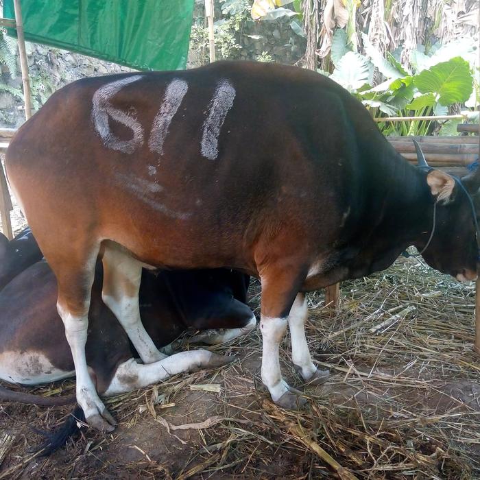 Jual Sapi Bali 320 kg / Sapi Bali Murah / Sapi Qurban / Qurban Sapi ...