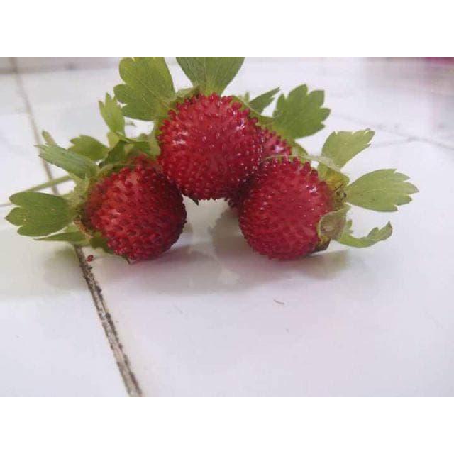 Buah Redberry