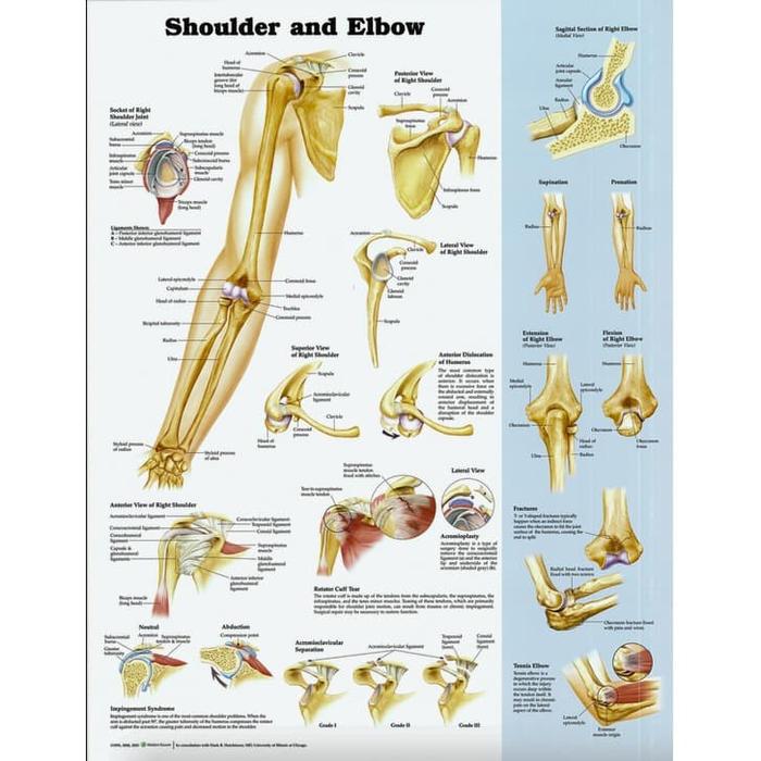 Jual poster anatomi anatomy orthopedi hip knee shoulder elbow foot ...