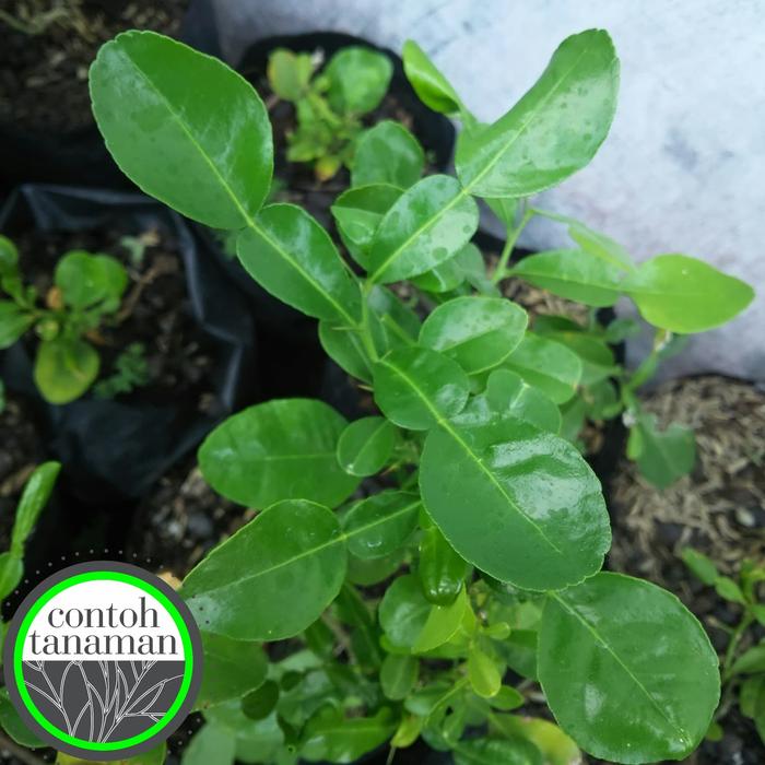 Jual Tanaman Jeruk Purut / Limau (Kaffir Lime Leaves) - Citrus Hystrix ...