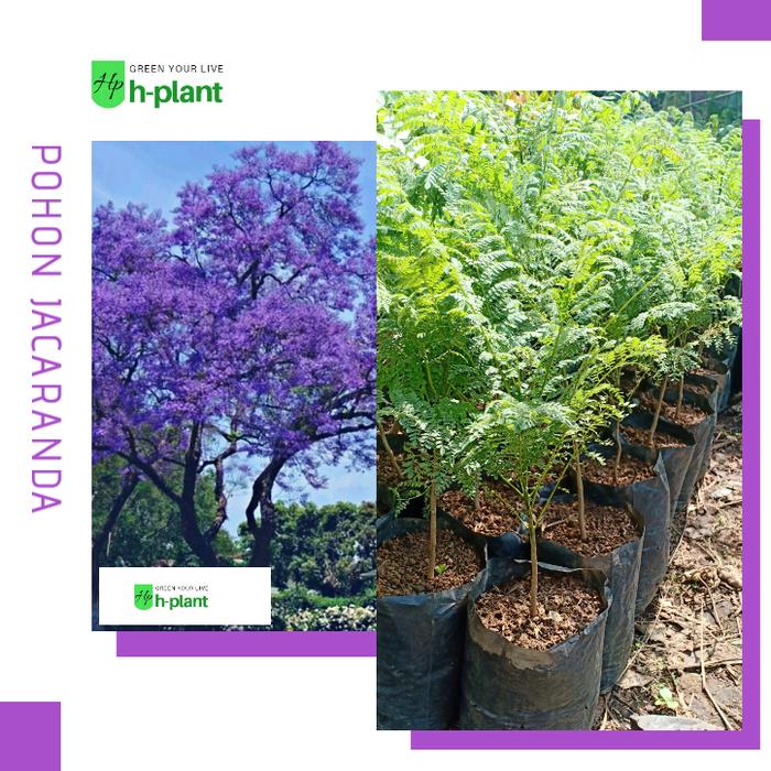 Jual bibit pohon jacaranda - Kota Bogor - Herbaplantstore | Tokopedia
