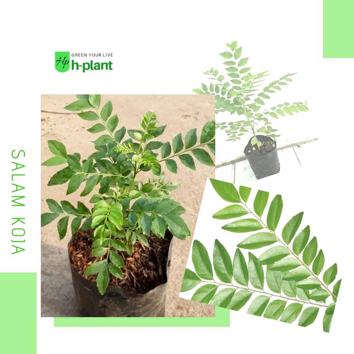 Jual Bibit pohon salam koja/temuru/daun kari - 20cm - Kota Bogor ...