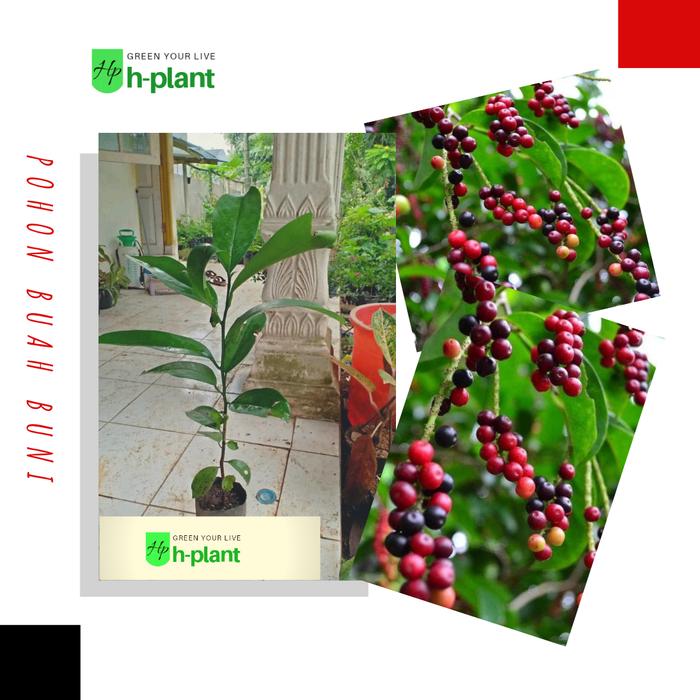 Jual bibit pohon buah buni/ buah huni/bignay fruit - Kota Bogor ...