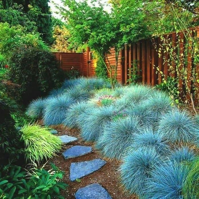 Jual tanaman rumput biru - Kota Batu - GROSIR BIBIT TANAMAN | Tokopedia
