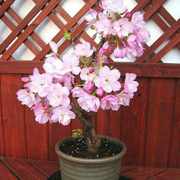 Jual Biji Bunga Bonsai Cherry Blossom Rare Pink Japanese Sakura Seeds ...