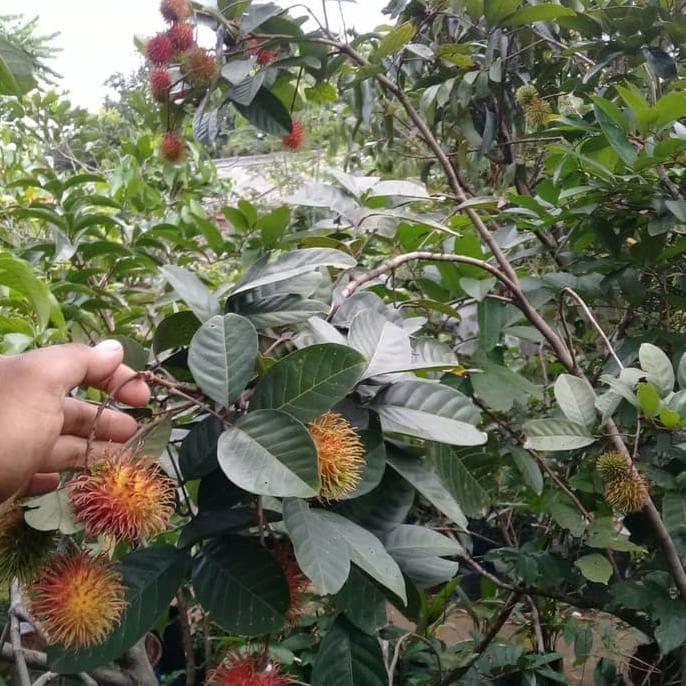 Pohon Rambutan Binjai