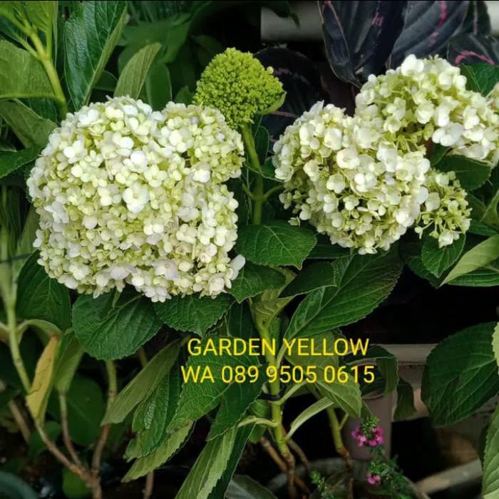 Jual Tanaman Bunga Panca Warna, Bokor, Hortensia, Hydrangea - Jakarta ...