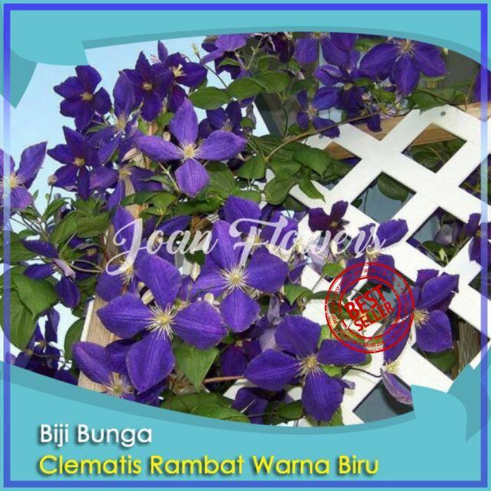 Jual Bibit Tanaman Bunga Clematis Rambat Warna Biru Benih Bibit Tanaman ...