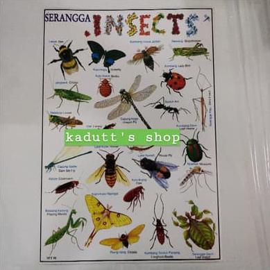 Jual Poster Edukasi Jenis Nama Serangga Insect Insects Mainan Murah ...