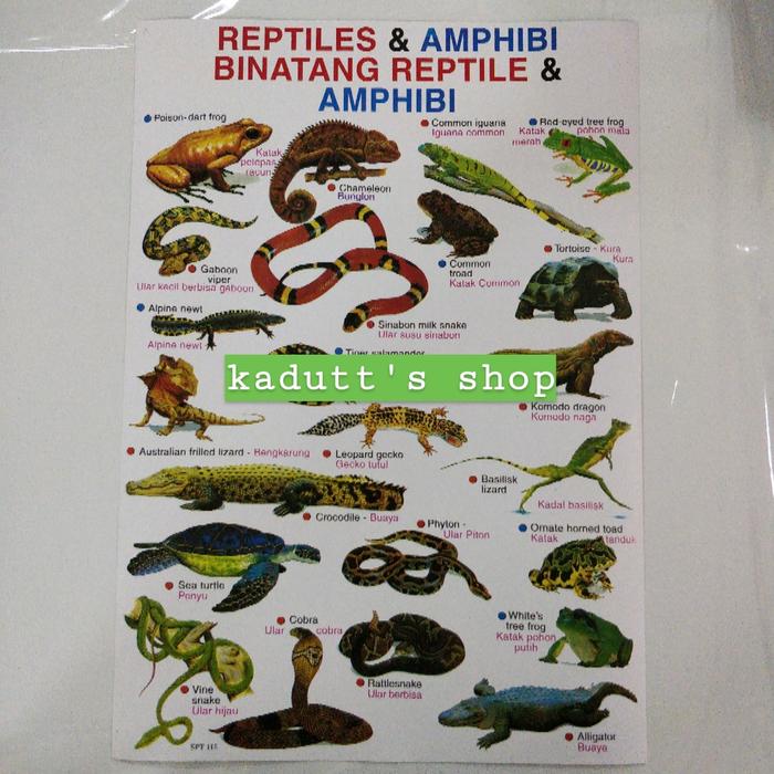 Jual Poster Edukasi Binatang Hewan Reptil Amfibi Reptile Amphibi Mainan ...