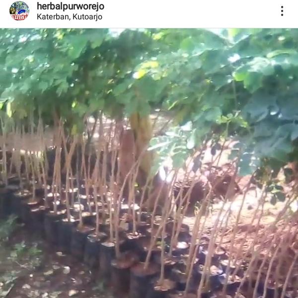 Jual Bibit kayu trembesi 1,5 m // pohon trembesi // benih trembesi ...